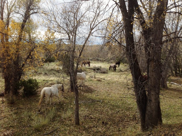 Dude ranch near Yellowstone National Park or a guest ranch focused on ...